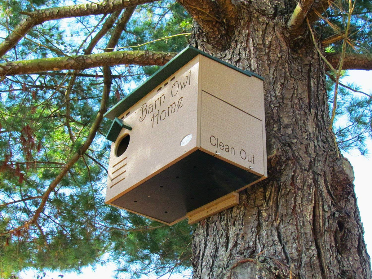 barn owl box